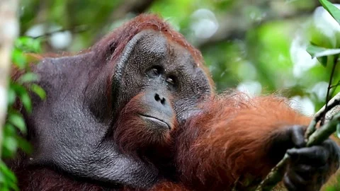 Video Pond5 Stock Video Footage | Royalty Free Video Pond5 Videos | Pond5