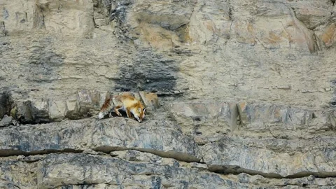 Pond5 Red Fox inspecting | Stock Video | Pond5