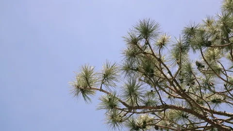 Ponderosa pine tree branches waving in w... | Stock Video | Pond5