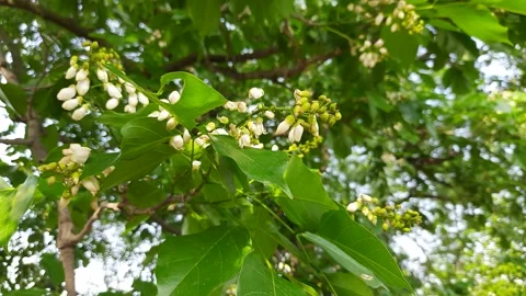 Pongamia pinnata flowers in tree. | Stock Video | Pond5