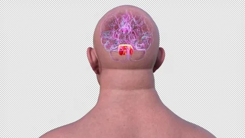 Pons anatomy, animation | Stock Video | Pond5