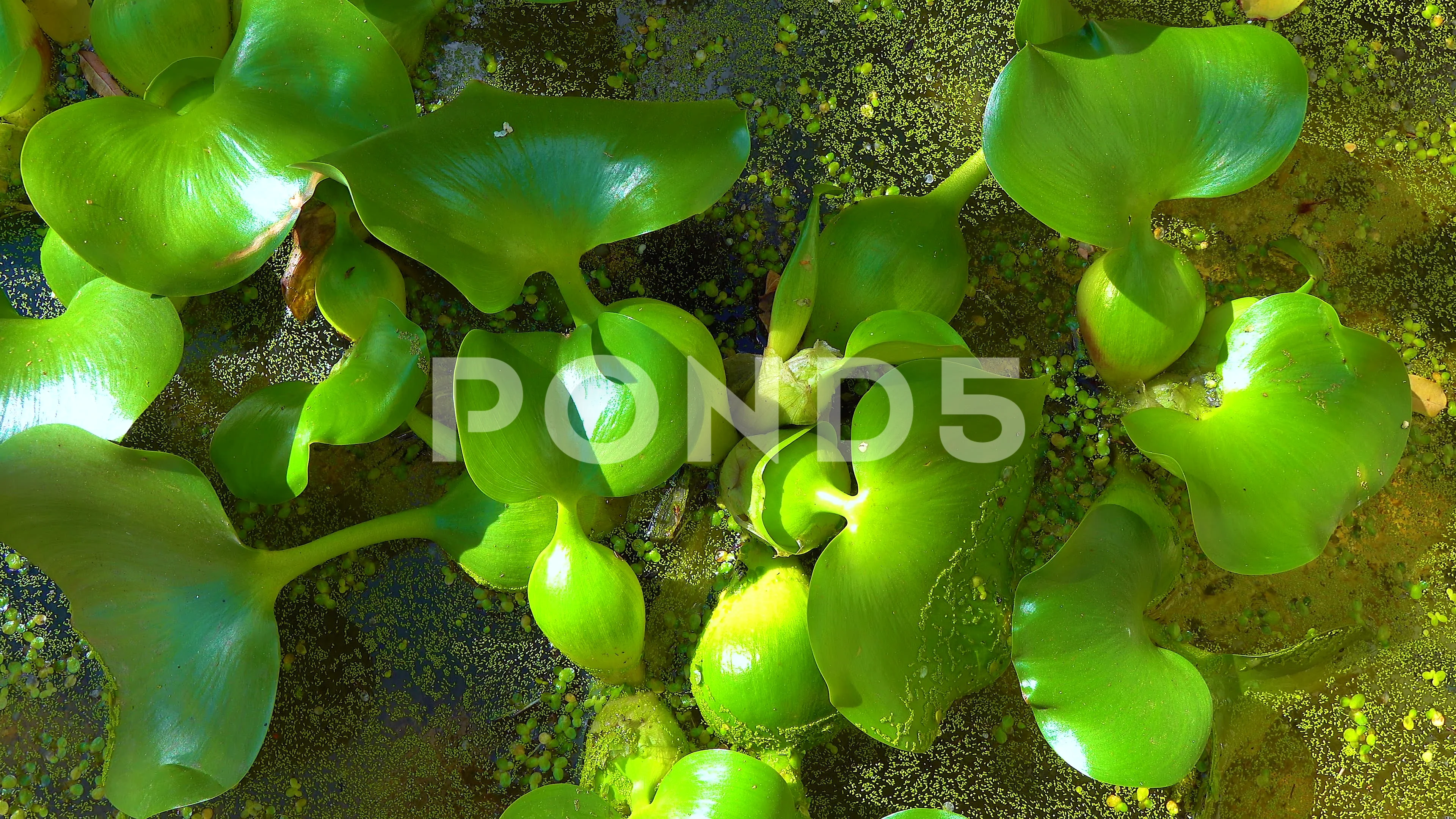 Water Hyacinth Leaves