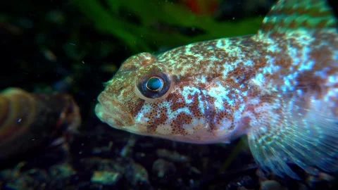 Ponticola eurycephalus, close-up of a yo... | Stock Video | Pond5