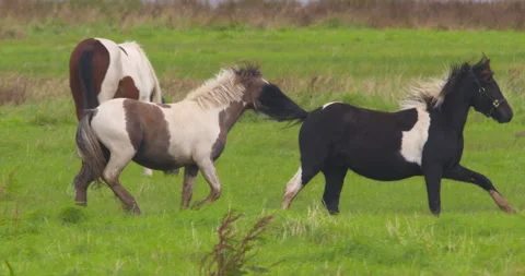 Pony kicks back at horse while running i... | Stock Video | Pond5