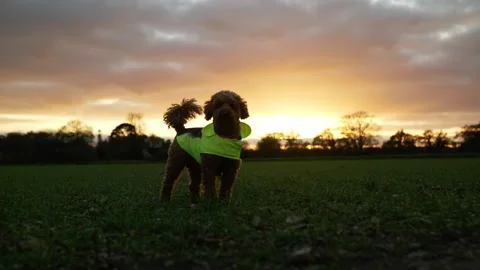 A Poodle dog in English countryside at s... | Stock Video | Pond5