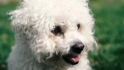 Poodle dog. The face of a white poodle t... | Stock Video | Pond5