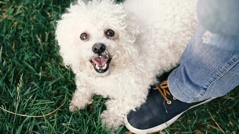 Poodle dog. The face of a white poodle t... | Stock Video | Pond5