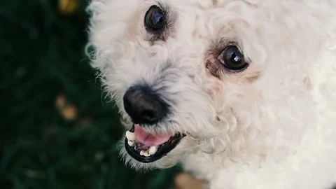Poodle dog. The face of a white poodle t... | Stock Video | Pond5