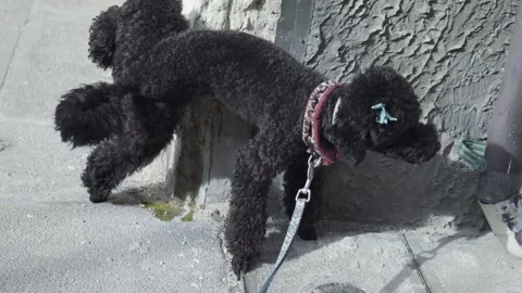 Poodle dog pees on the wall | Stock Video | Pond5