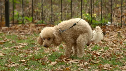 Pooping Dog Stock Video Footage | Royalty Free Pooping Dog Videos | Page 8