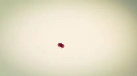 Blood Pool Stock Video Footage | Royalty Free Blood Pool Videos | Pond5