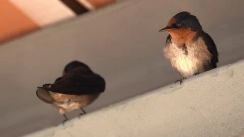 Pooping Close Up Stock Videos – Royalty-Free HD & 4K Videos