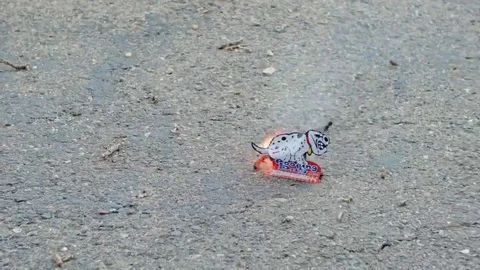 Pooping Dog Stock Video Footage | Royalty Free Pooping Dog Videos | Pond5