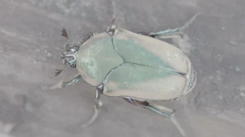 Japanese Poop Stock Videos – Royalty-Free HD & 4K Videos