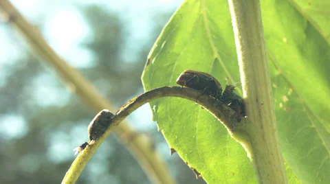 Japanese Poop Stock Videos – Royalty-Free HD & 4K Videos