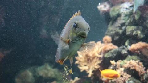 African Pooping Stock Videos – Royalty-Free HD & 4K Videos | Pond5