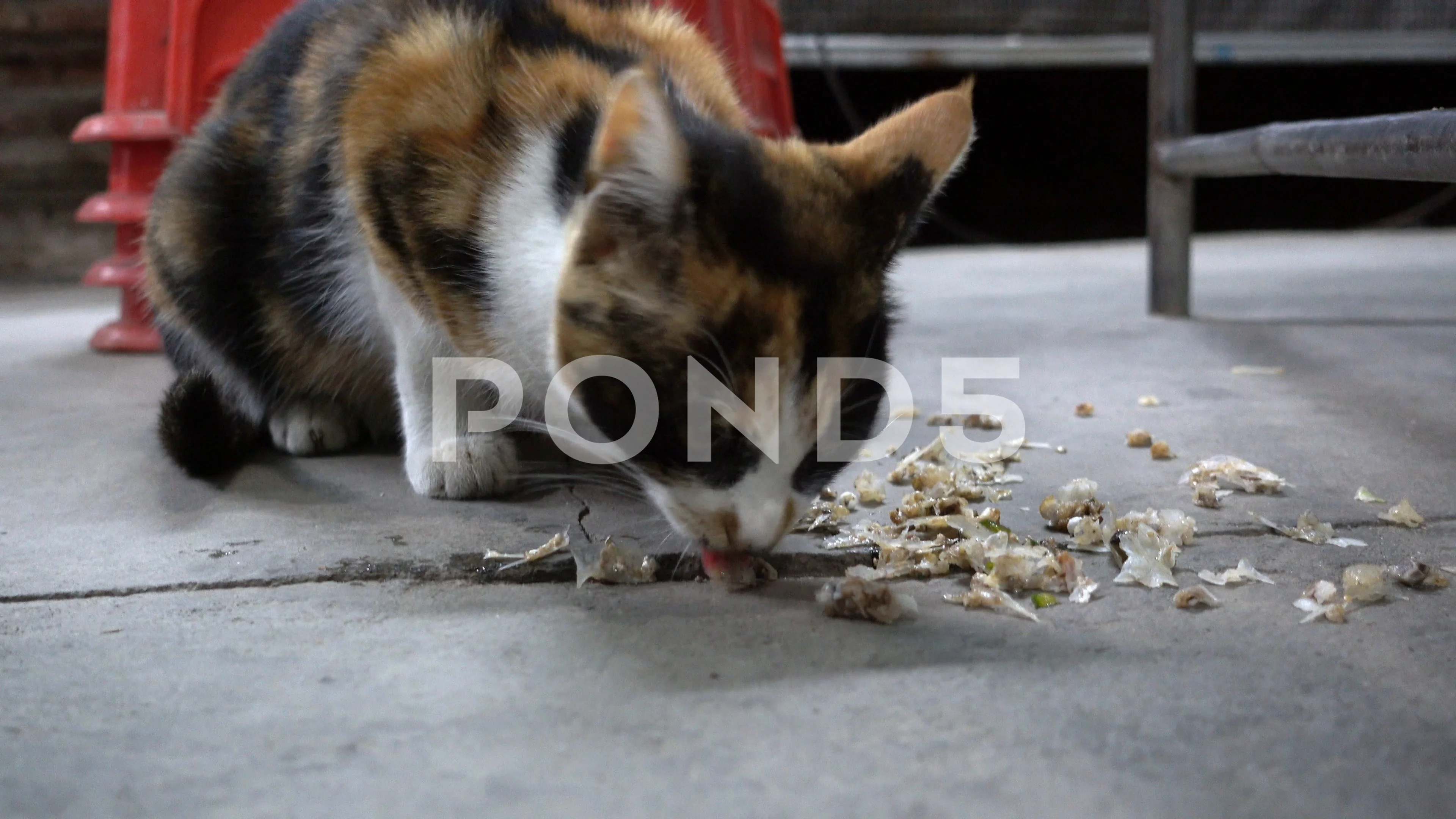 Cat Eating Fish Bones