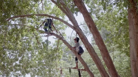 Poor Children climb trees | Stock Video | Pond5