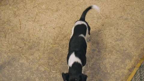 a poor little dog in an enclosure with s... | Stock Video | Pond5