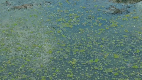 Poor water quality in an ecosystem. | Stock Video | Pond5