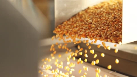 Popcorn production. The corn moves along... | Stock Video | Pond5