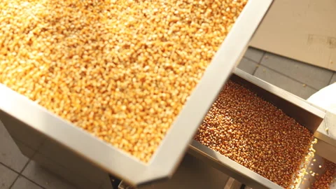 Popcorn production. The corn moves along... | Stock Video | Pond5