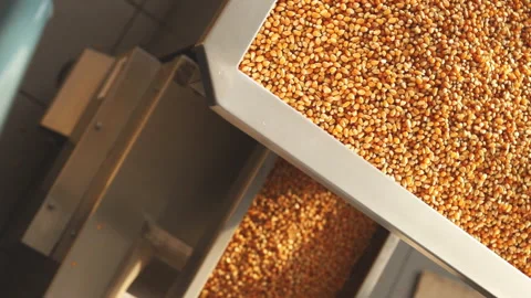 Popcorn production. The corn moves along... | Stock Video | Pond5