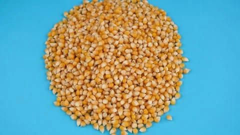 popcorn seeds background | Stock Video | Pond5