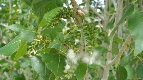 Poplar tree cotton causing allergies in ... | Stock Video | Pond5
