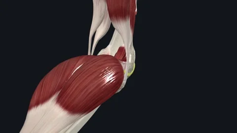 The popliteus muscle is a small muscle t... | Stock Video | Pond5