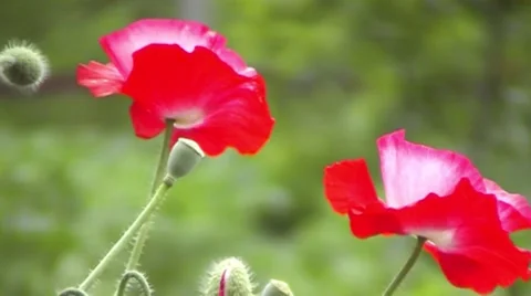 Another Way Out Stock Videos – Royalty-Free HD & 4K Videos | Pond5