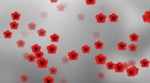 Poppy Flower Animation Background Loop | Stock Video | Pond5