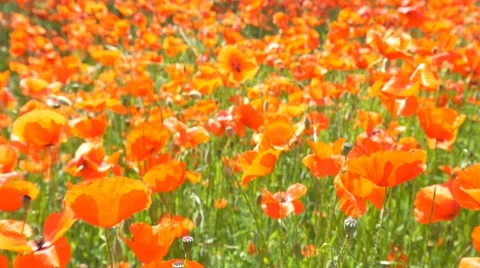 Poppy Flower Field 4k full spring flower... | Stock Video | Pond5