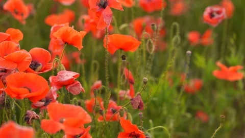 Poppy flowers field of red color and bum... | Stock Video | Pond5