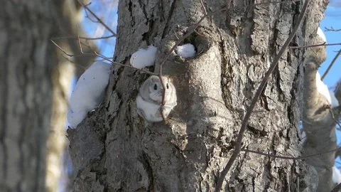 Momonga Animal Stock Videos – Royalty-Free HD & 4K Videos | Pond5