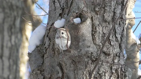 Momonga Animal Stock Videos – Royalty-Free HD & 4K Videos | Pond5