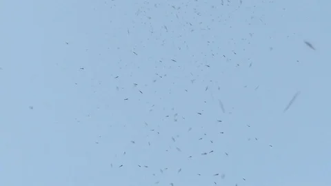 Population flying insects | Stock Video | Pond5