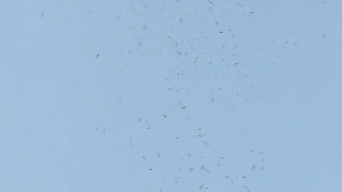 Population flying insects, mosquitoes | Stock Video | Pond5