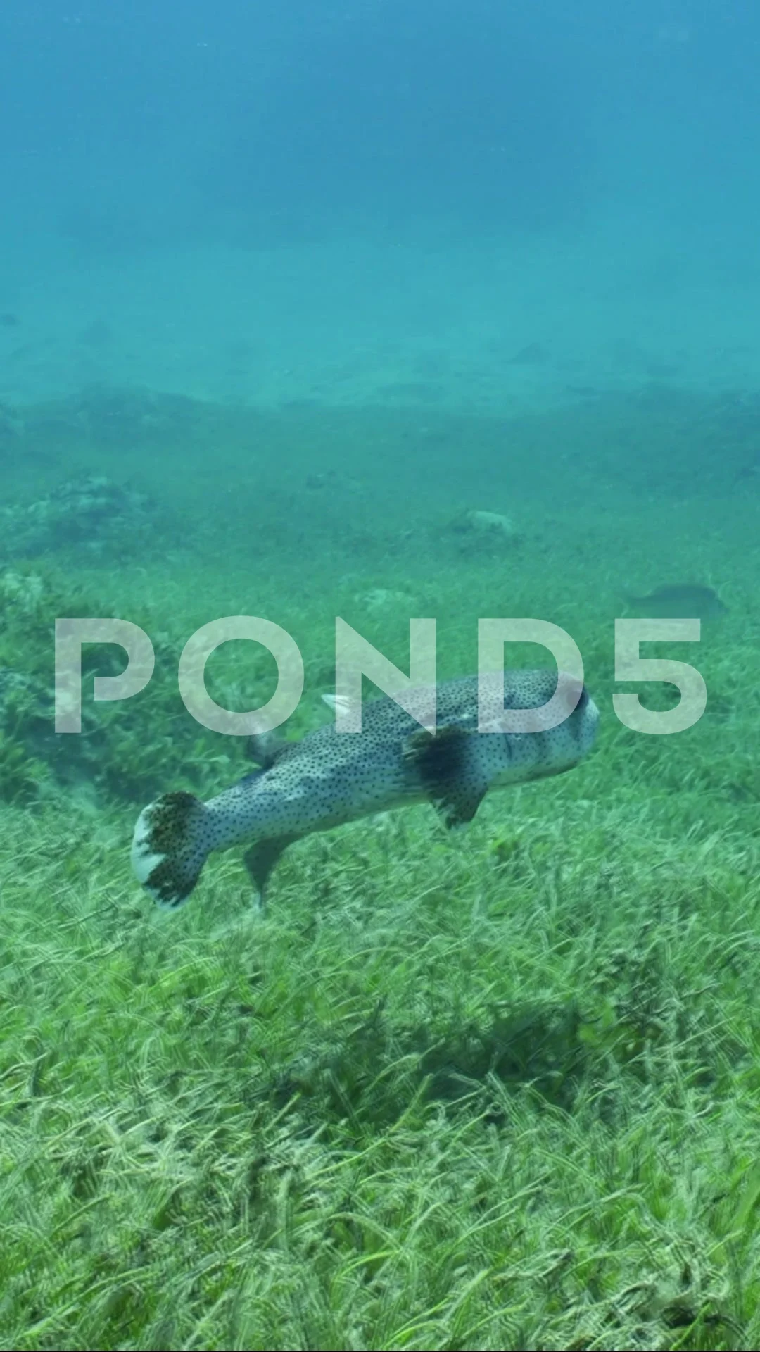 Fish In The Meadow Over