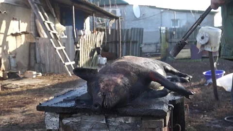 Slaughterhouse Stock Videos – Royalty-Free HD & 4K Videos