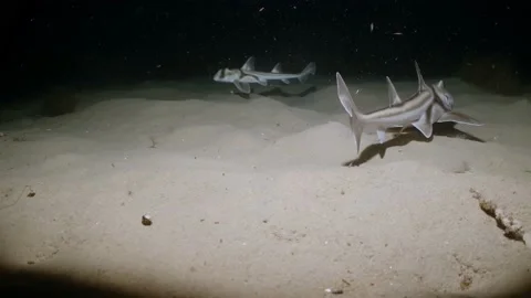 Sharking Motion Stock Footage ~ Royalty Free Stock Videos | Pond5