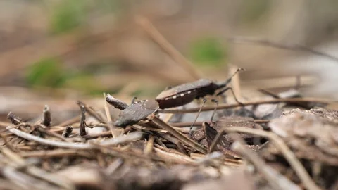 Portland Spurgebug mating in Beydağlar ... | Stock Video | Pond5