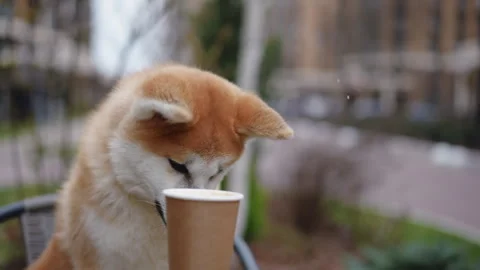 Hottter Furry Stock Videos – Royalty-Free HD & 4K Videos