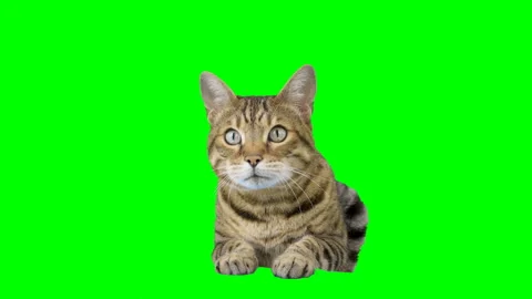 Portrait of Bengal cat looking at camera... | Stock Video | Pond5