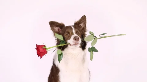 Flower Border Portrait Stock Videos – Royalty-Free HD & 4K Videos
