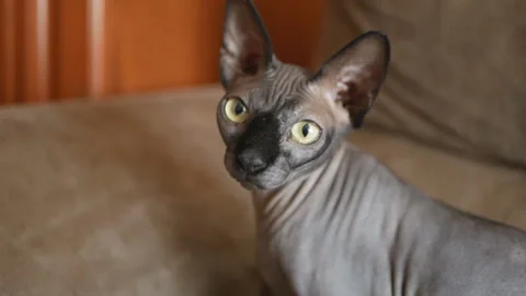 portrait of a cat. smart cat look. bald ... | Stock Video | Pond5
