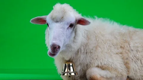 Portrait of a chewing lamb with a bell o... | Stock Video | Pond5