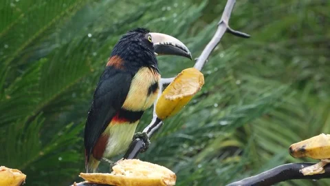 portrait of collared aracari at feeder, ... | Stock Video | Pond5