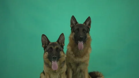 portrait of a couple german shepherd on ... | Stock Video | Pond5