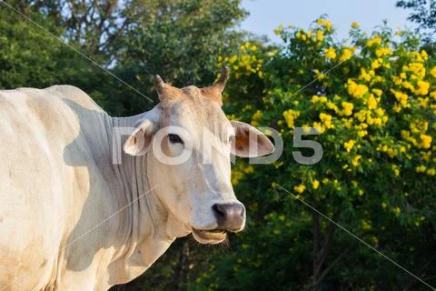 Portrait of a Cow in a soft blurry background Stock Photo #105606360